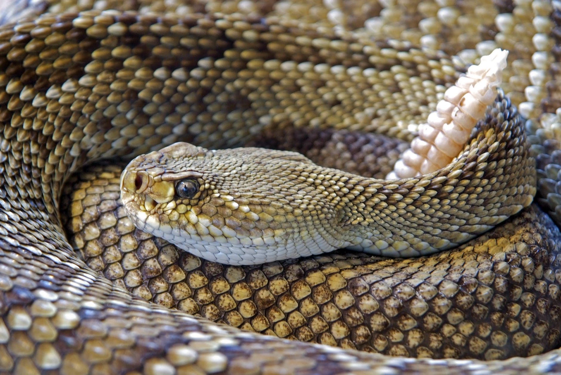 nature animal reptile snake | Bluebonnet News