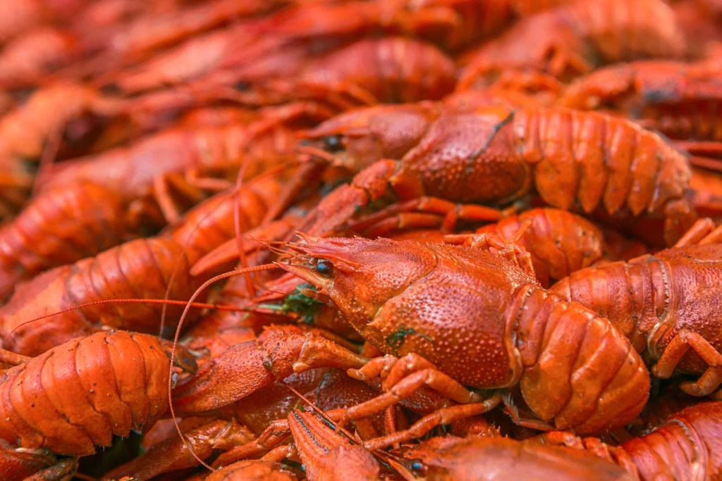 Mouth-watering mudbugs: Crawfish and spring go hand-in-hand in Texas ...