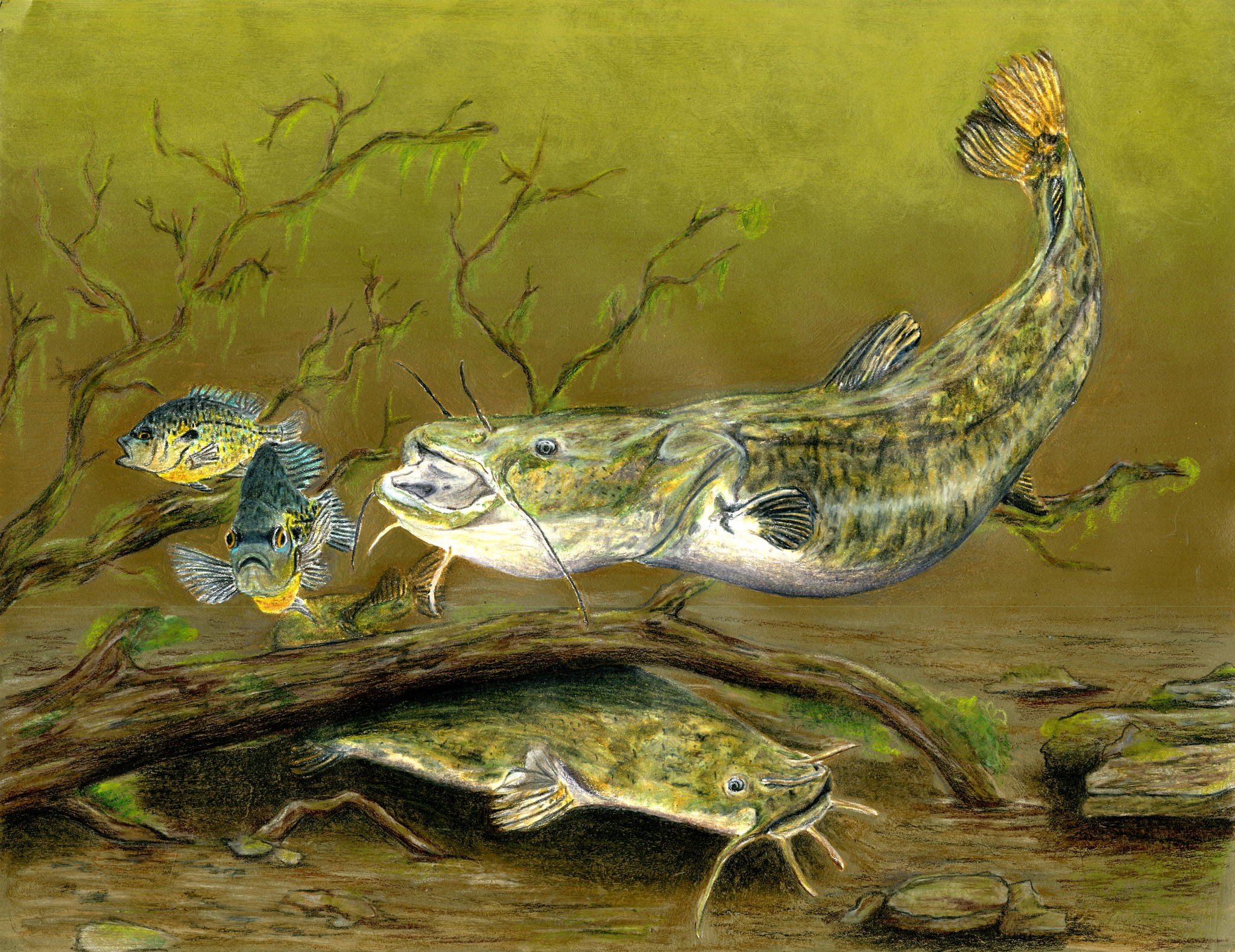 TPWD's 2026 Youth Fish Art contest accepting entries - Bluebonnet News